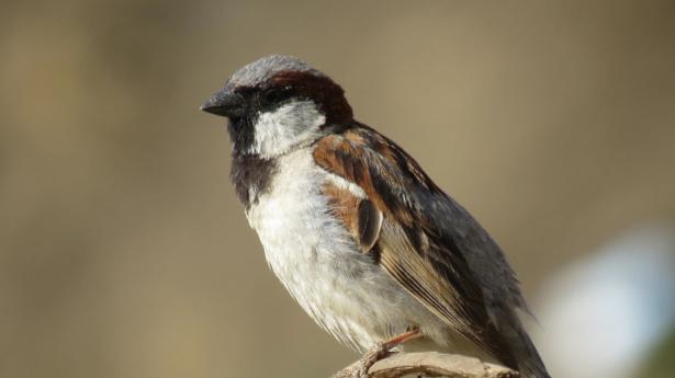 Where have the sparrows gone? - The Hindu