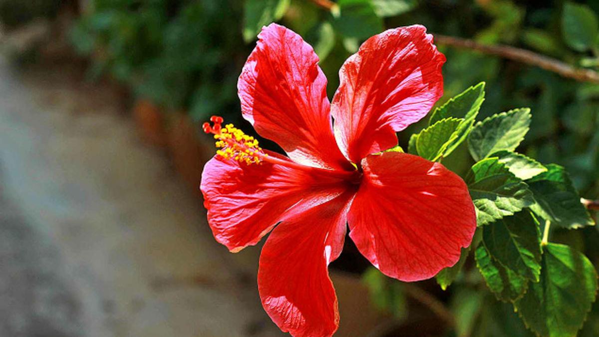 Chew on some flowers - The Hindu