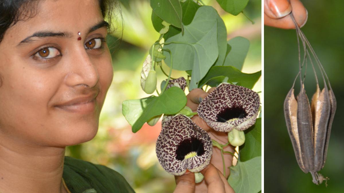 Calico flower - The Hindu