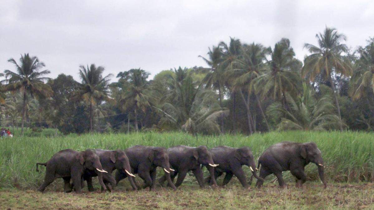 Elephant herd destroys sugarcane crop in Maddur taluk - The Hindu