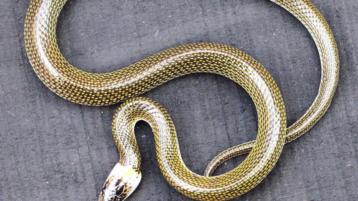 New snake discovered in Odisha - The Hindu