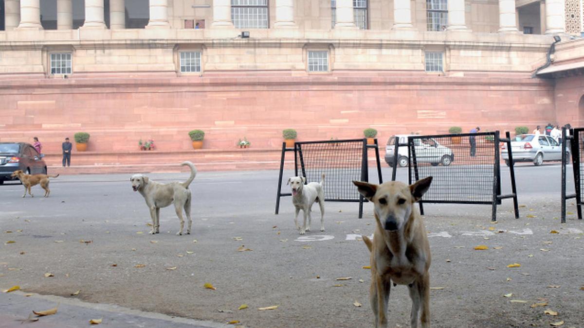 Stray dogs to be trained, in-house home guards introduced - The Hindu