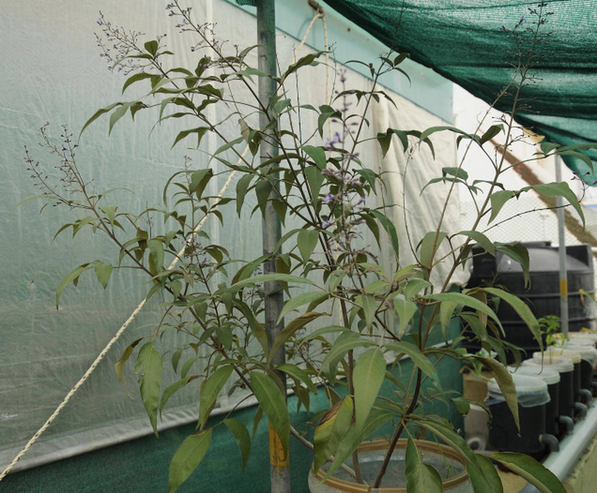 Nochi power - The Hindu