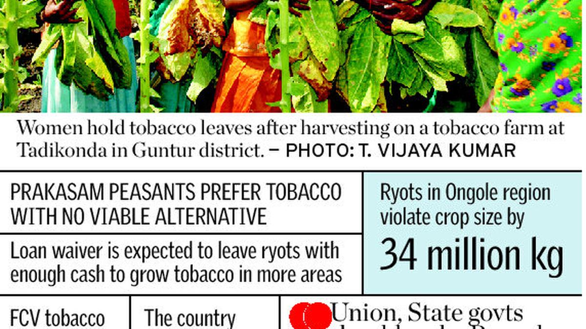 Alternative to tobacco crops- Is there a way out? - The Hindu