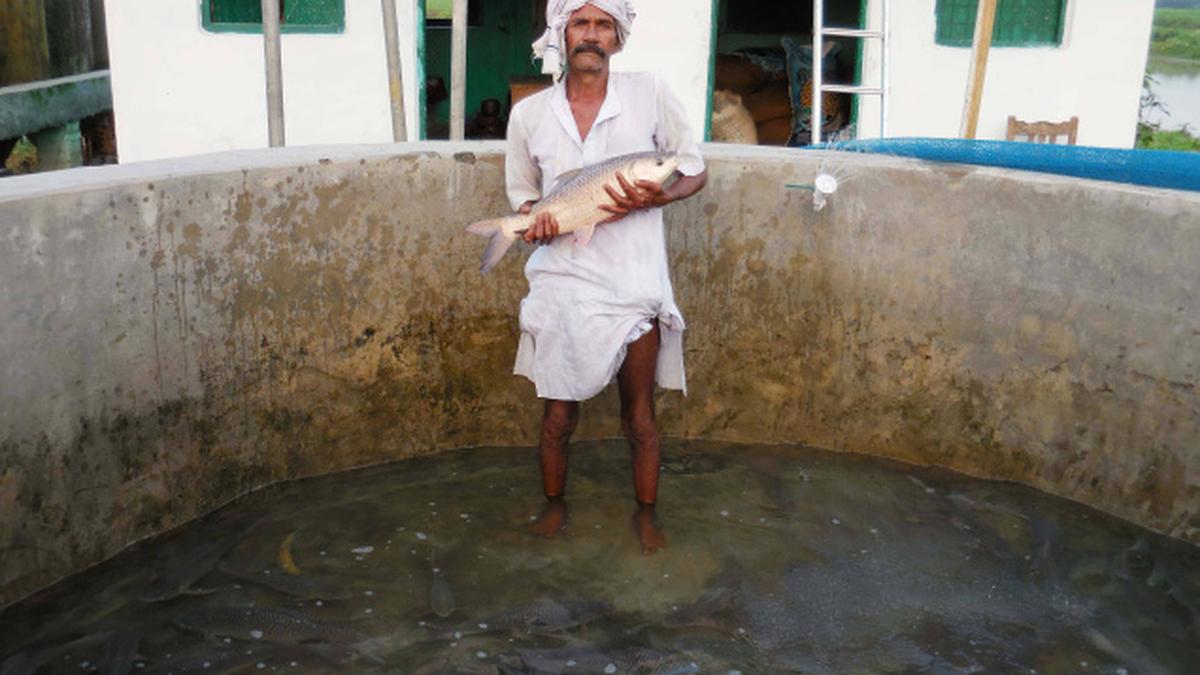 Better profit margin for fish growers in Bihar - The Hindu