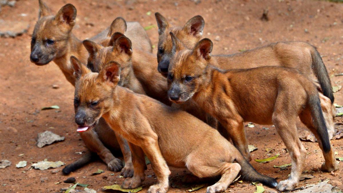 Zoo to have conservation breeding centre for ‘dhole’ - The Hindu