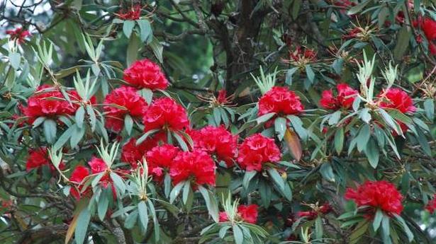 The vanishing act of medicinal plants in Himachal - The Hindu