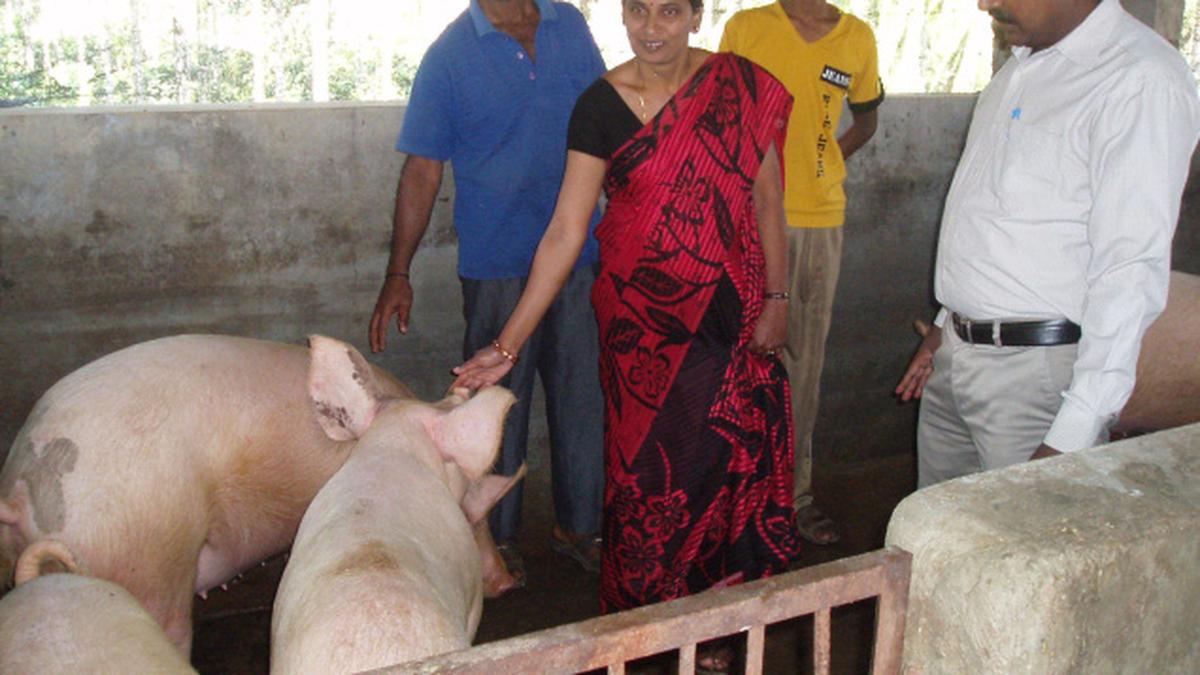 Piggery unit provides extra income for farm women - The Hindu