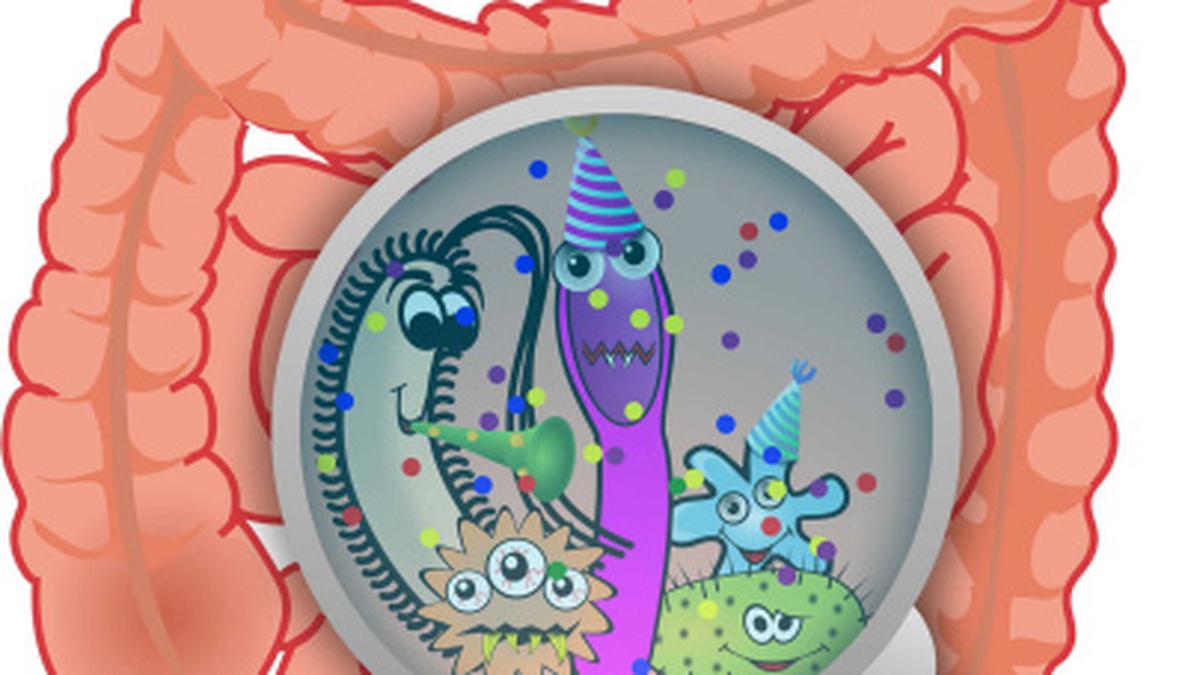 How body fights harmful bacteria - The Hindu