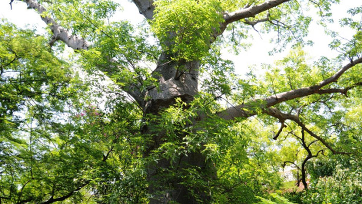 A rare tree’s journey from Madagascar to Madurai - The Hindu