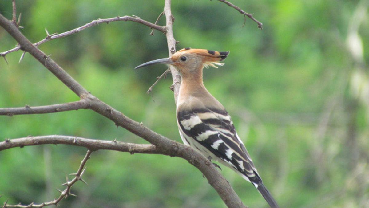 Shy yet beautiful - The Hindu