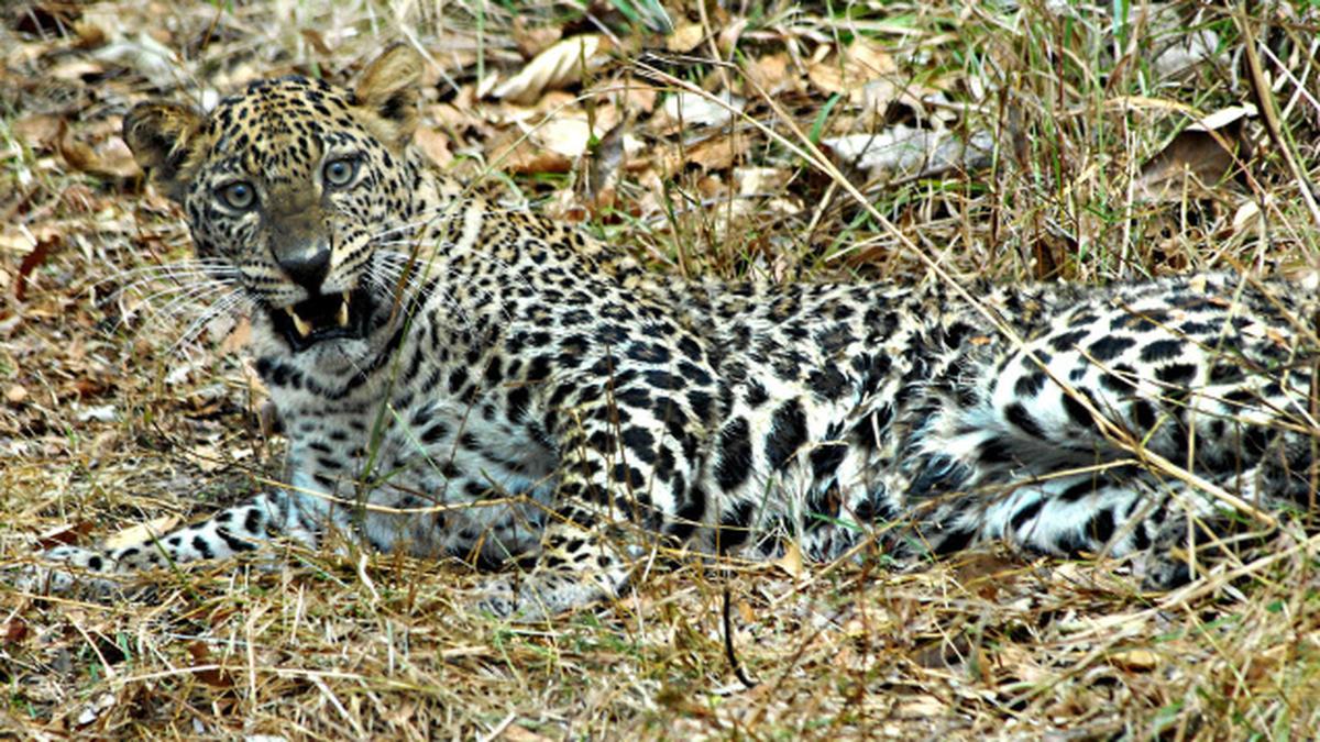 Mysore’s increasing encounters with leopards - The Hindu