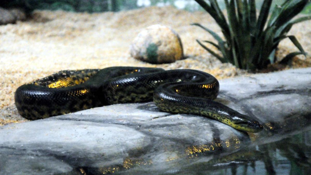 Public get first sight of anaconda in zoo - The Hindu