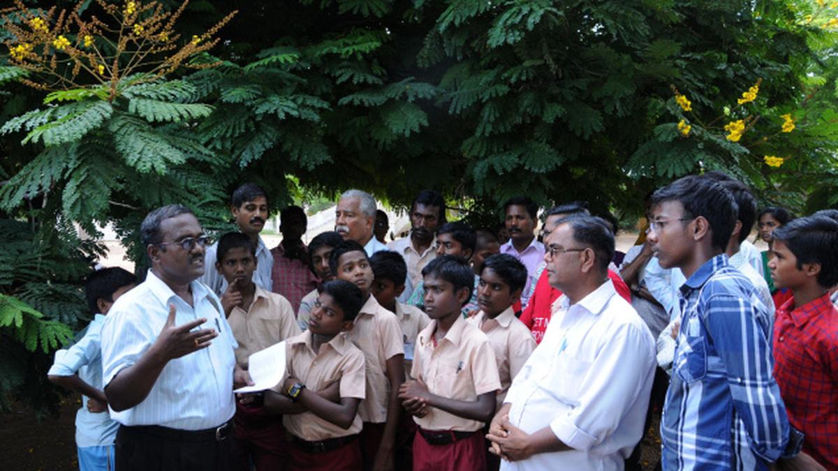 The trees of Madurai - The Hindu