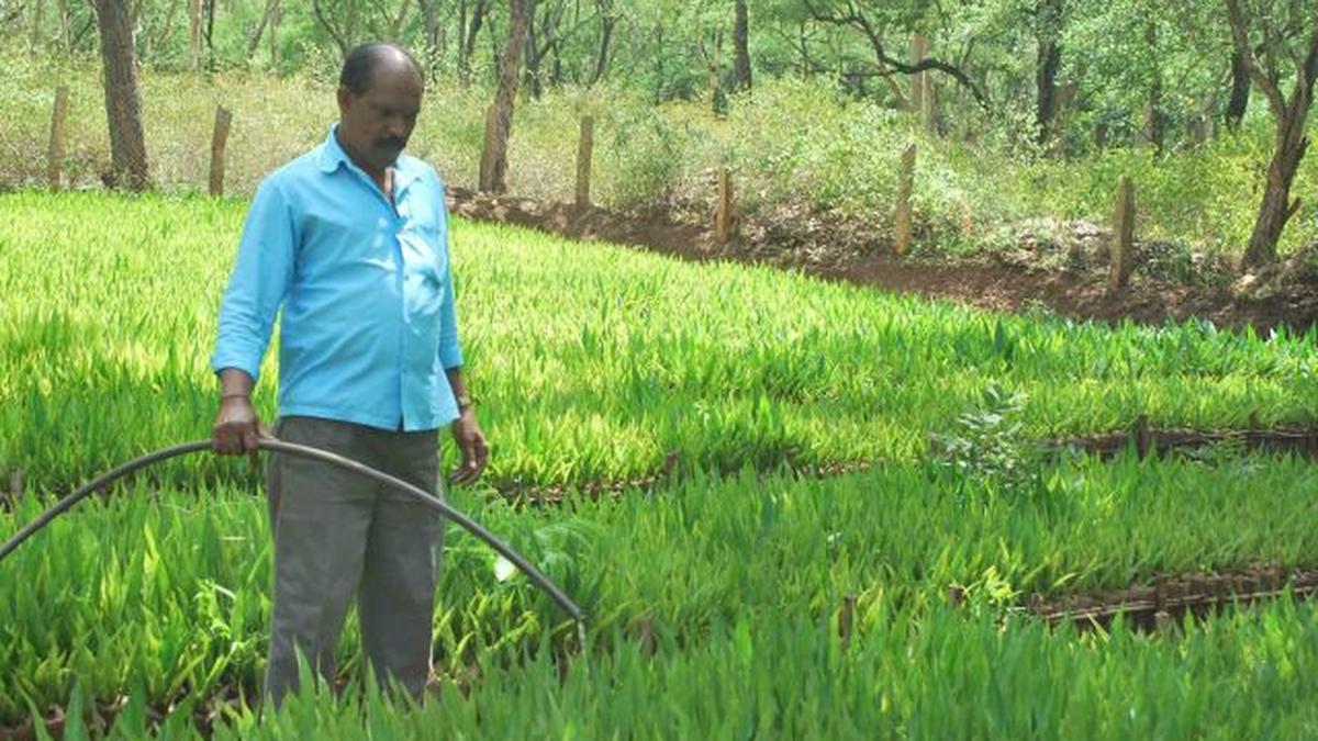 Bio-fencing to ward off wild animals - The Hindu