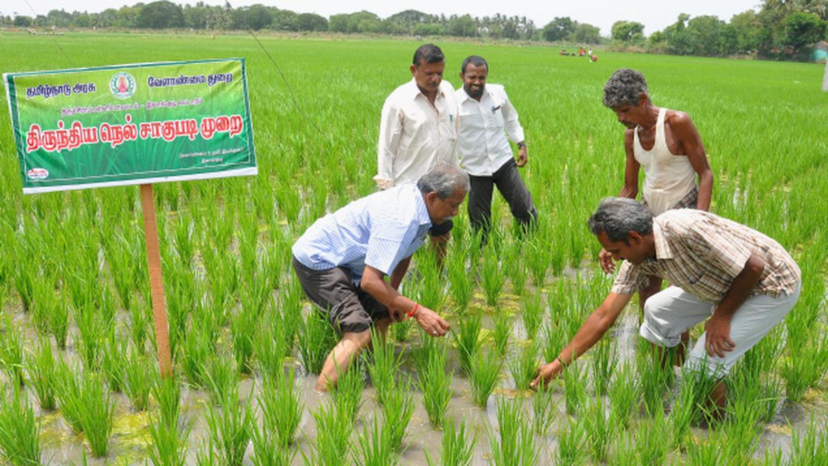 More rice from less water - The Hindu