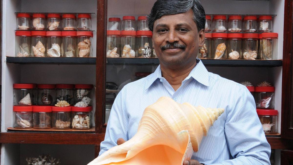 Sea shells on the sea shore - The Hindu