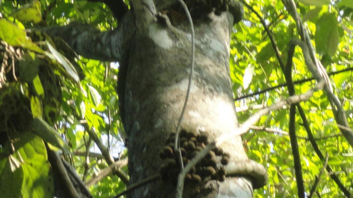 Tree turmeric on the last leg - The Hindu