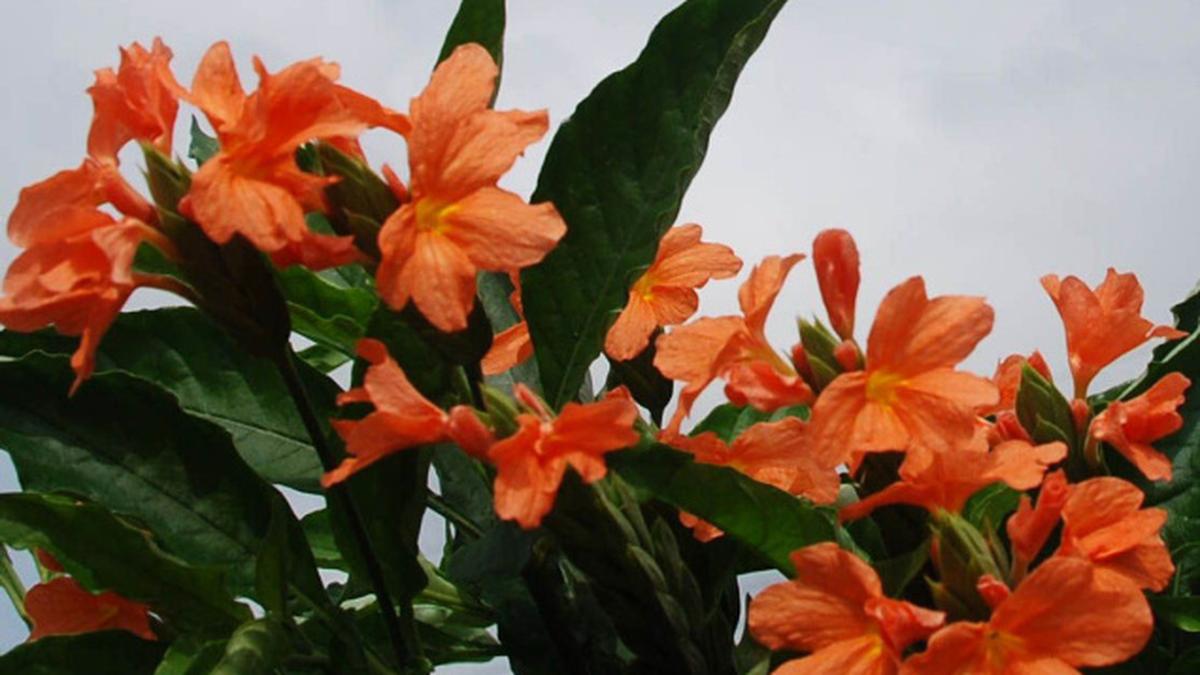 Remember Kanakambaram? - The Hindu