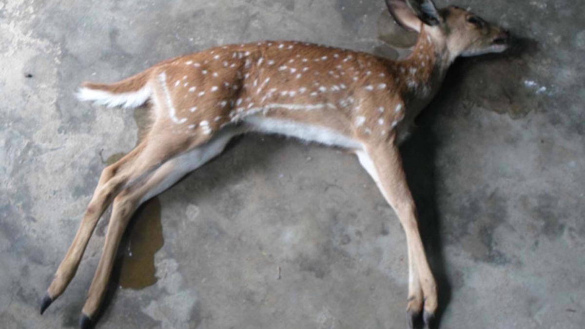 Spotted deer mauled to death outside sanctuary - The Hindu