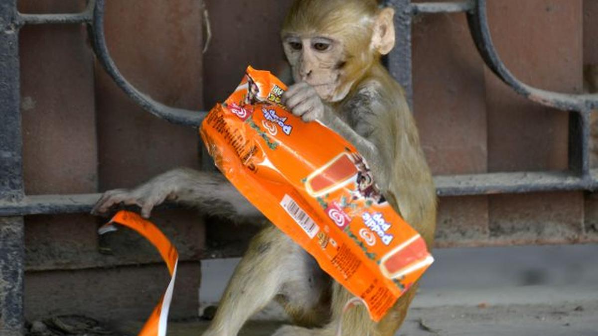 Monkey menace in North Block evokes laughter in RS - The Hindu