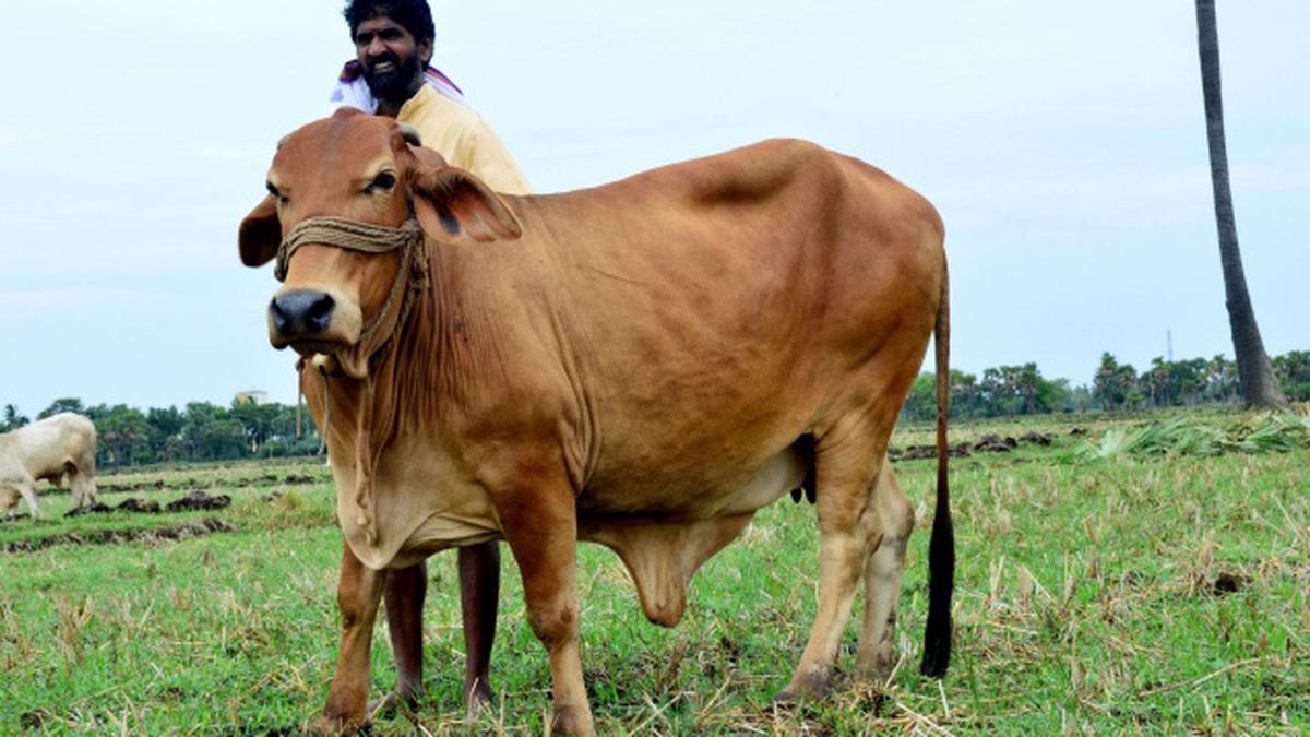 Mission to develop pure breed Sahiwal cattle begins - The Hindu