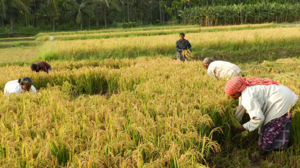 Only a ready seed market can help conserve traditional crops - The Hindu