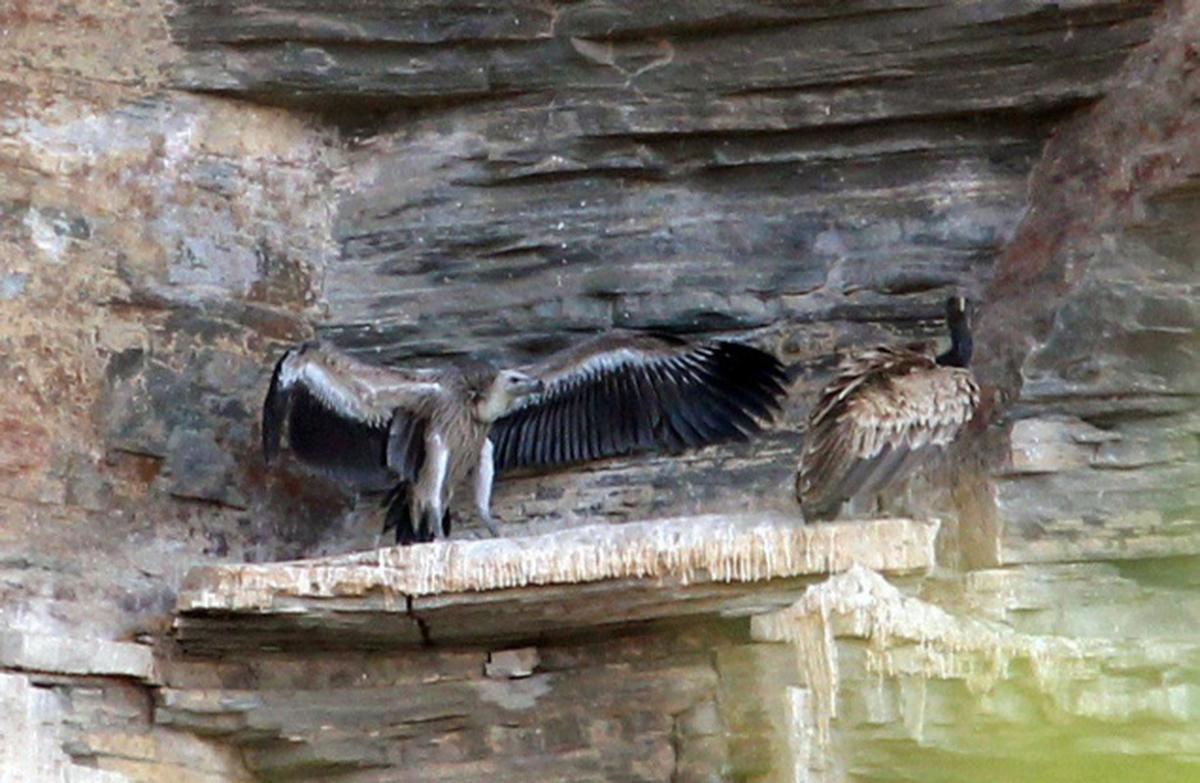 Scavenger birds come to life - The Hindu