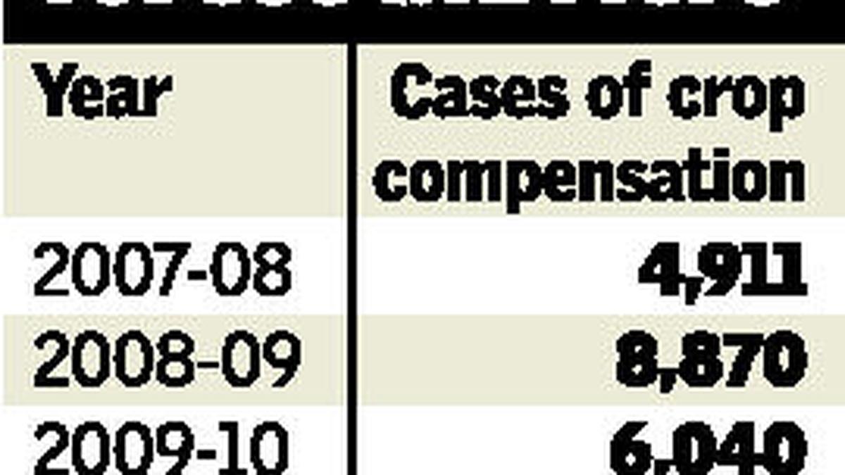 Decline in elephant intrusion - The Hindu