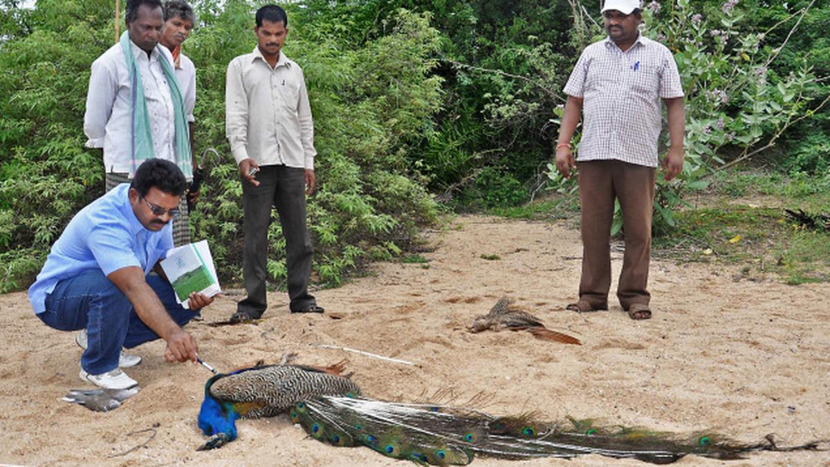 Peacocks fall prey to poachers’ poison - The Hindu