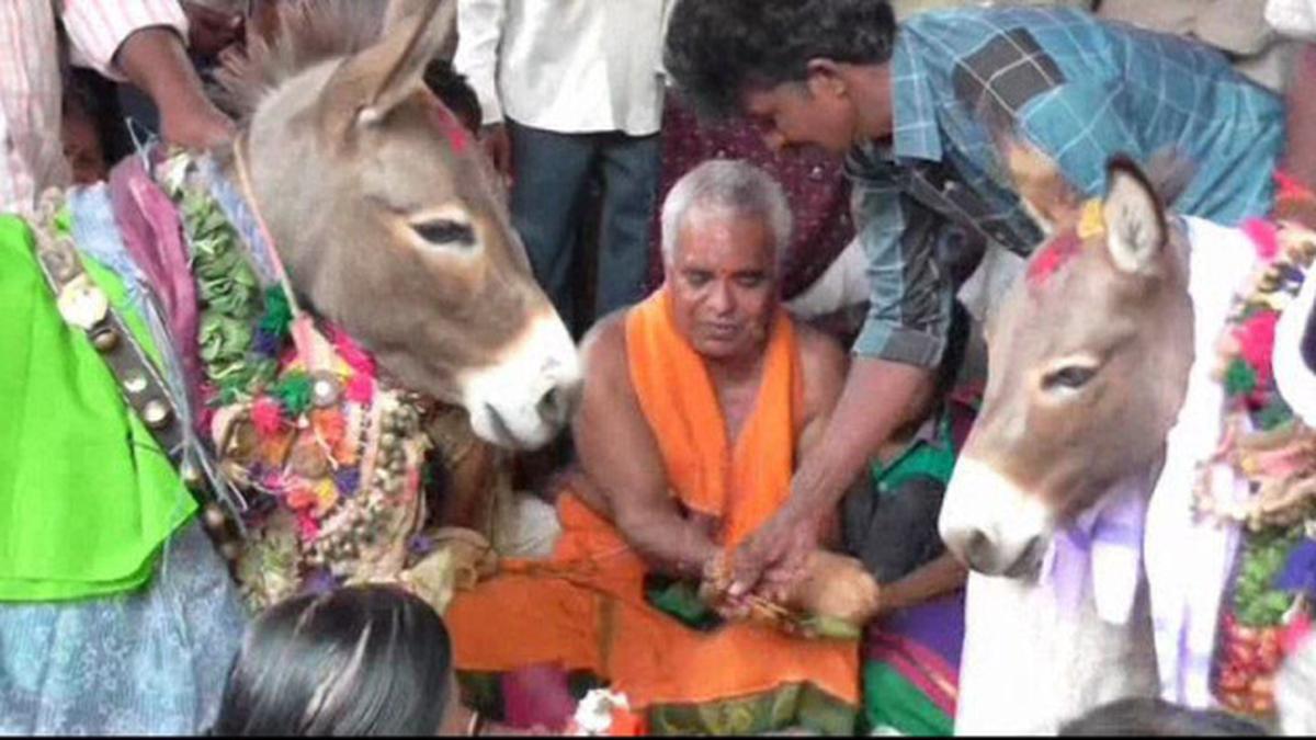 Farmers perform wedding of donkeys - The Hindu