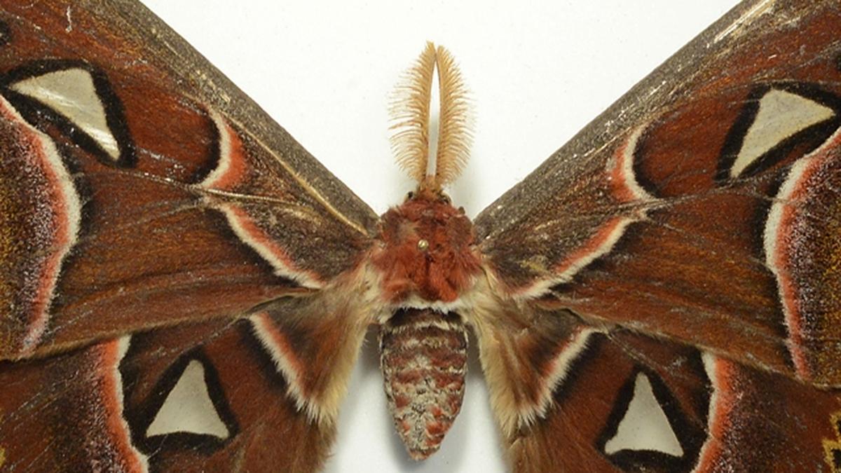 The importance of being an insect - The Hindu