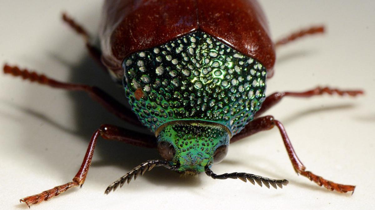 Getting the buzz on insects - The Hindu