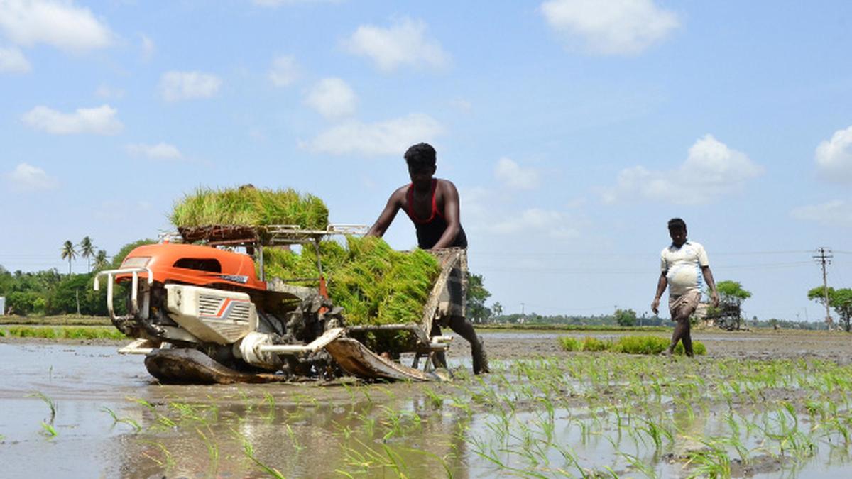 Kuruvai cultivation on in filter point areas in Tiruchi - The Hindu