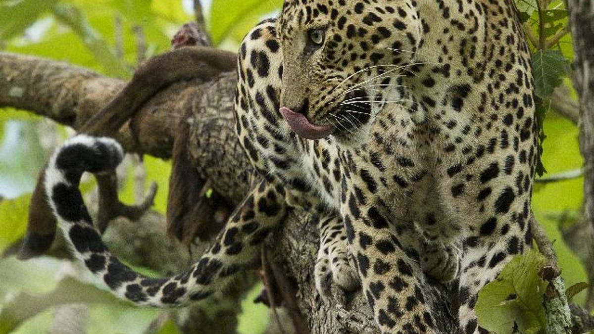 Tales from leopard country - The Hindu