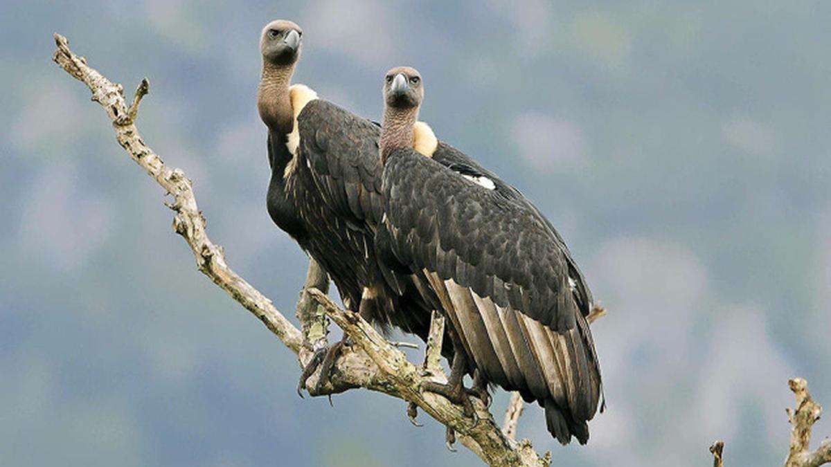 Vulture conservation gaining momentum in Tamil Nadu - The Hindu