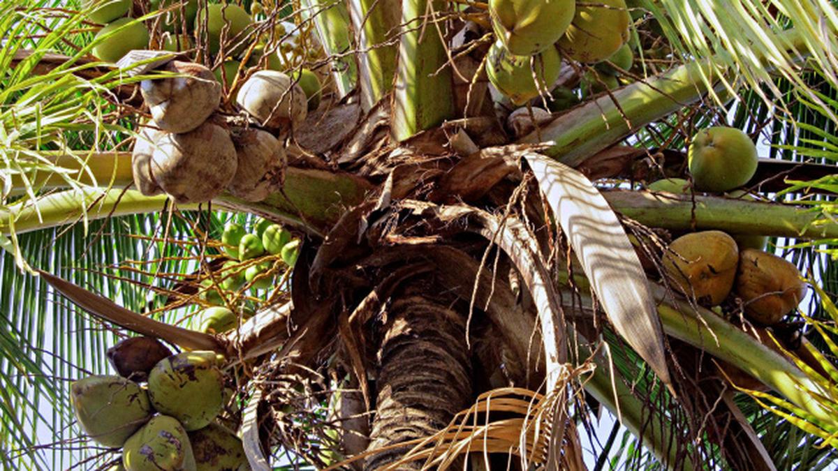 Farmers seek better facilities with jump in coconut cultivation - The Hindu