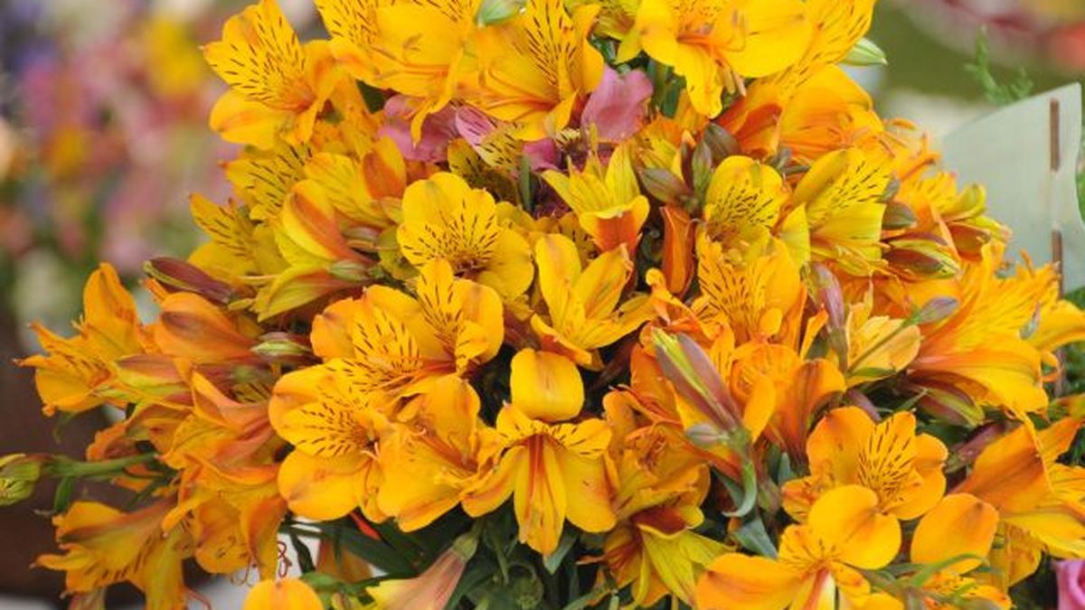 Learn how plants reproduce - The Hindu