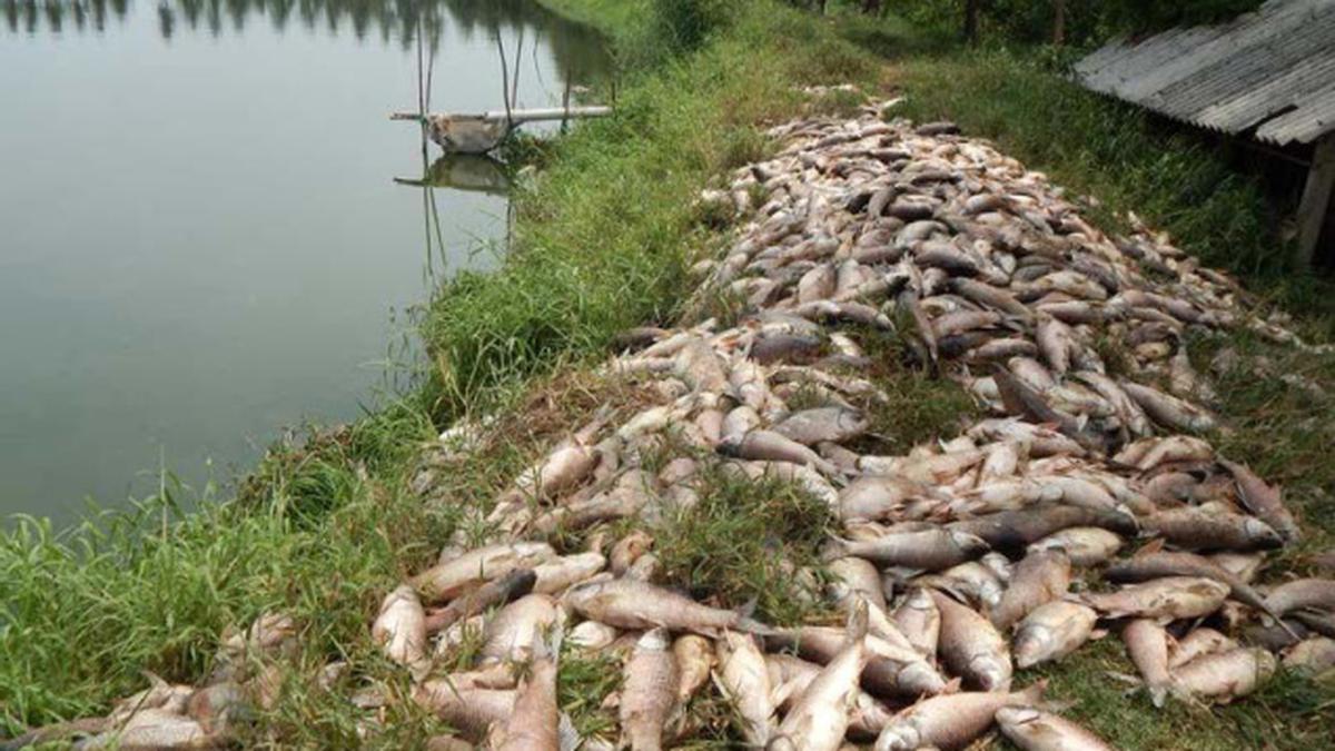 Fluctuation in temperature takes heavy toll on fish - The Hindu