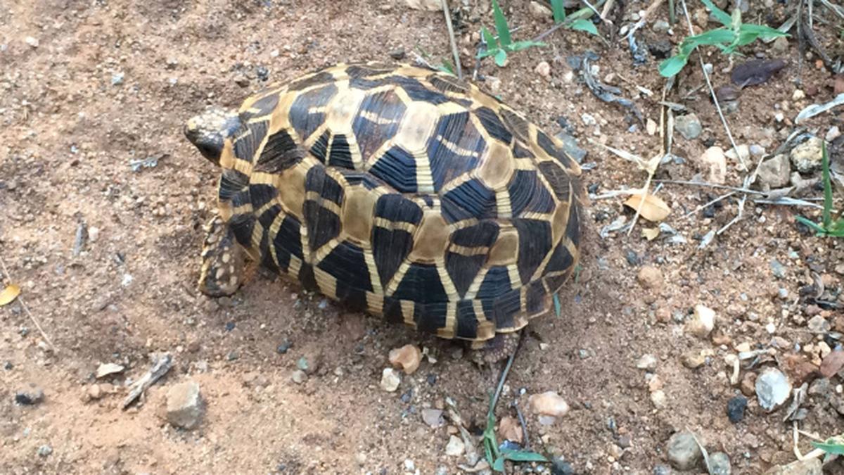 The star tortoise of Segur plateau - The Hindu