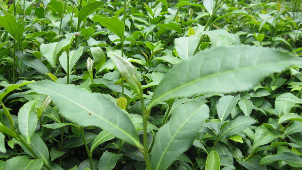 Tea, the Kangra way - The Hindu