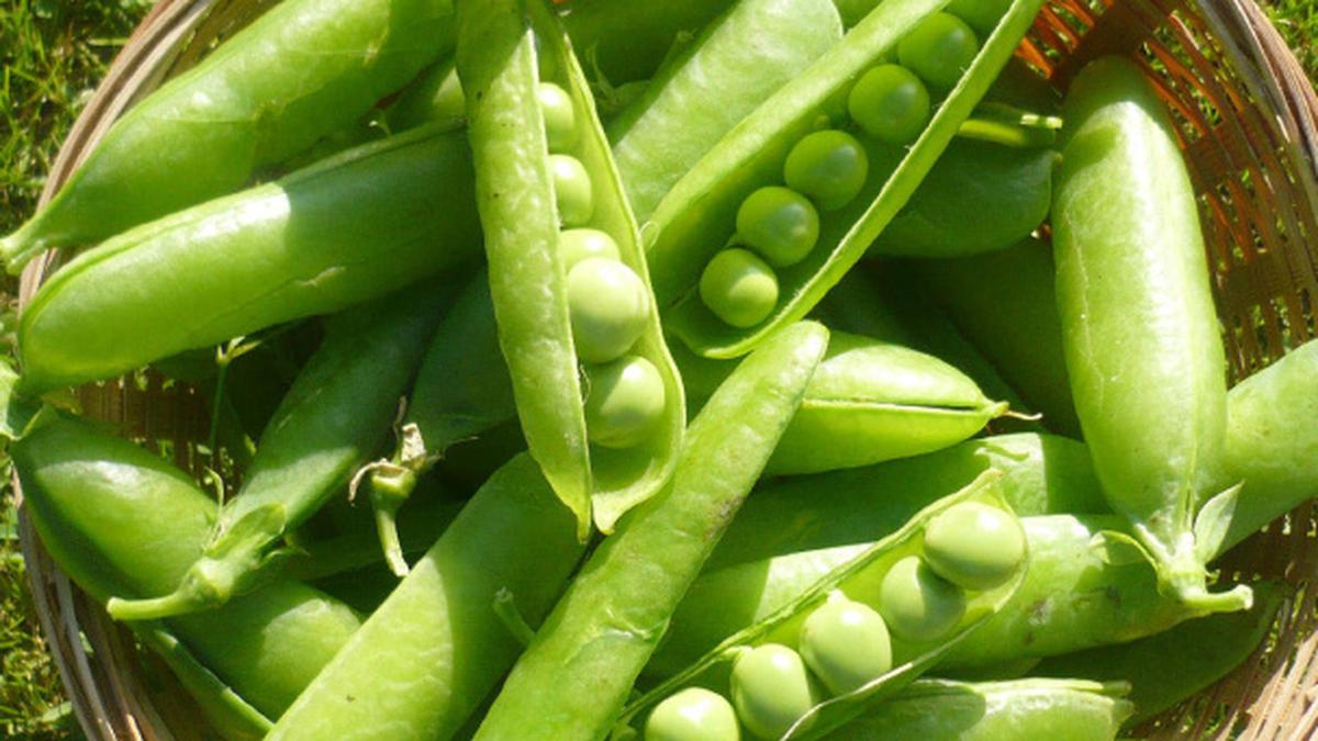 Goodness in a pod - The Hindu