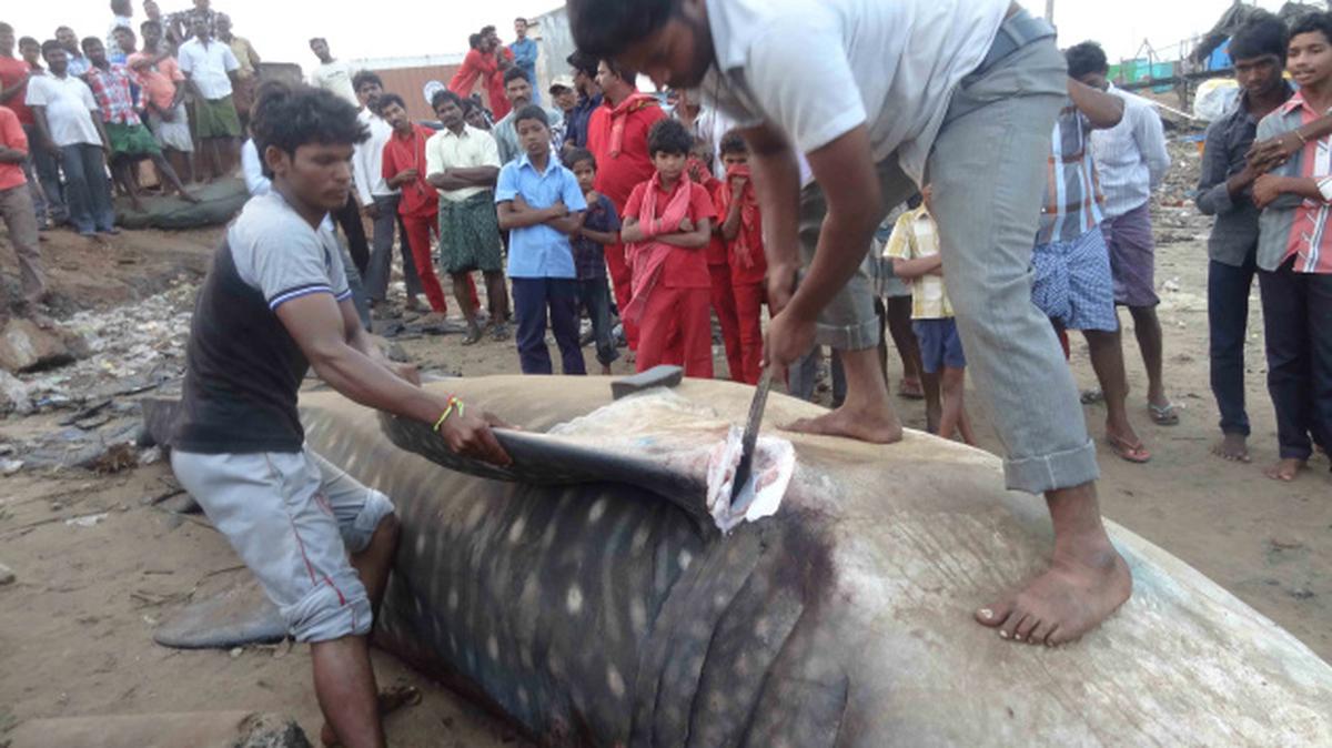 Slaughter of whale sharks on the rise - The Hindu