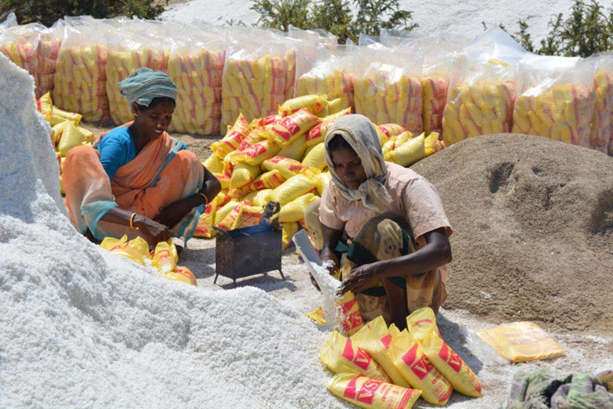 The struggle to produce the salt of life - The Hindu