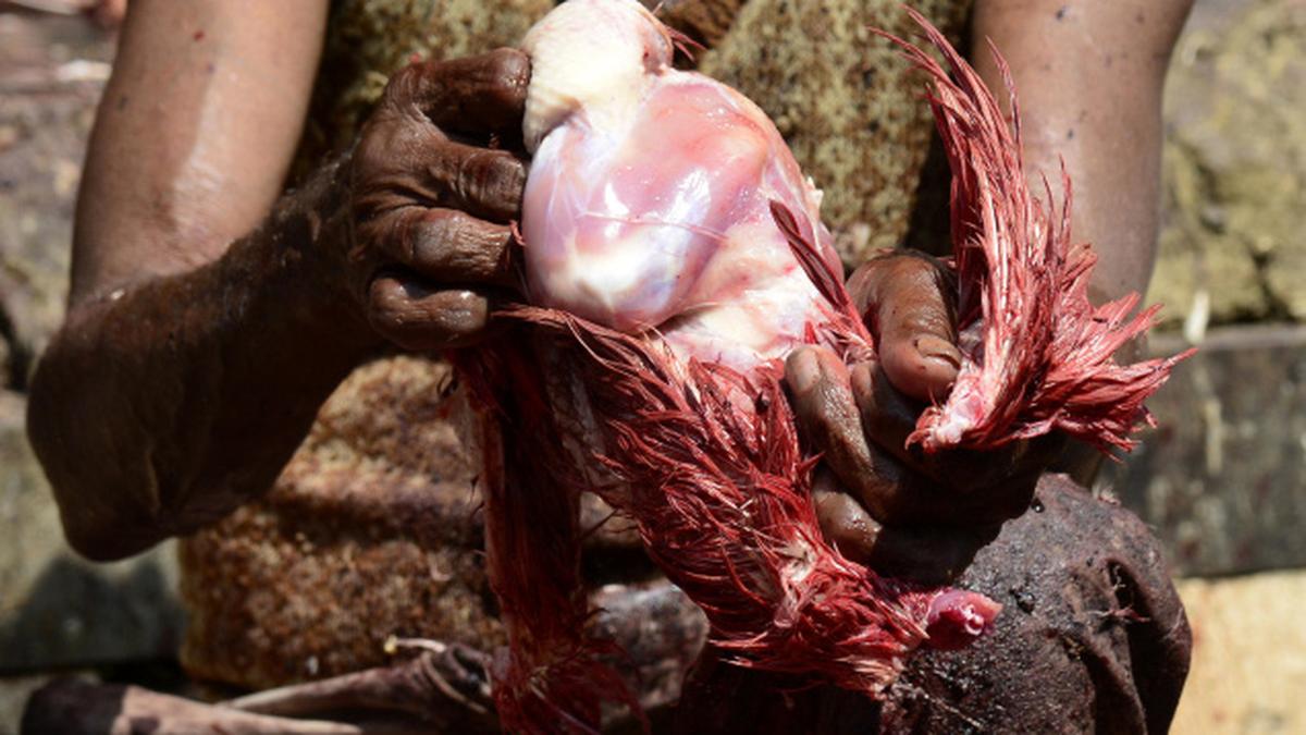 Question Corner: Animal Blood - The Hindu