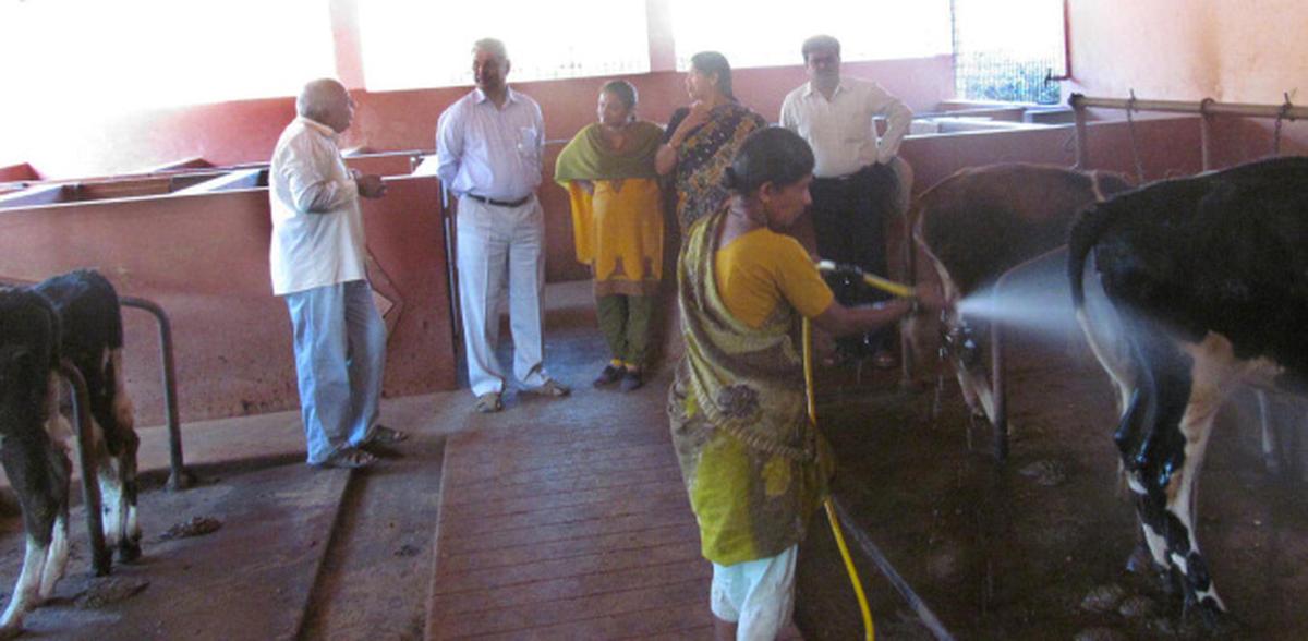 A model unit shows how to properly benefit from dairying - The Hindu