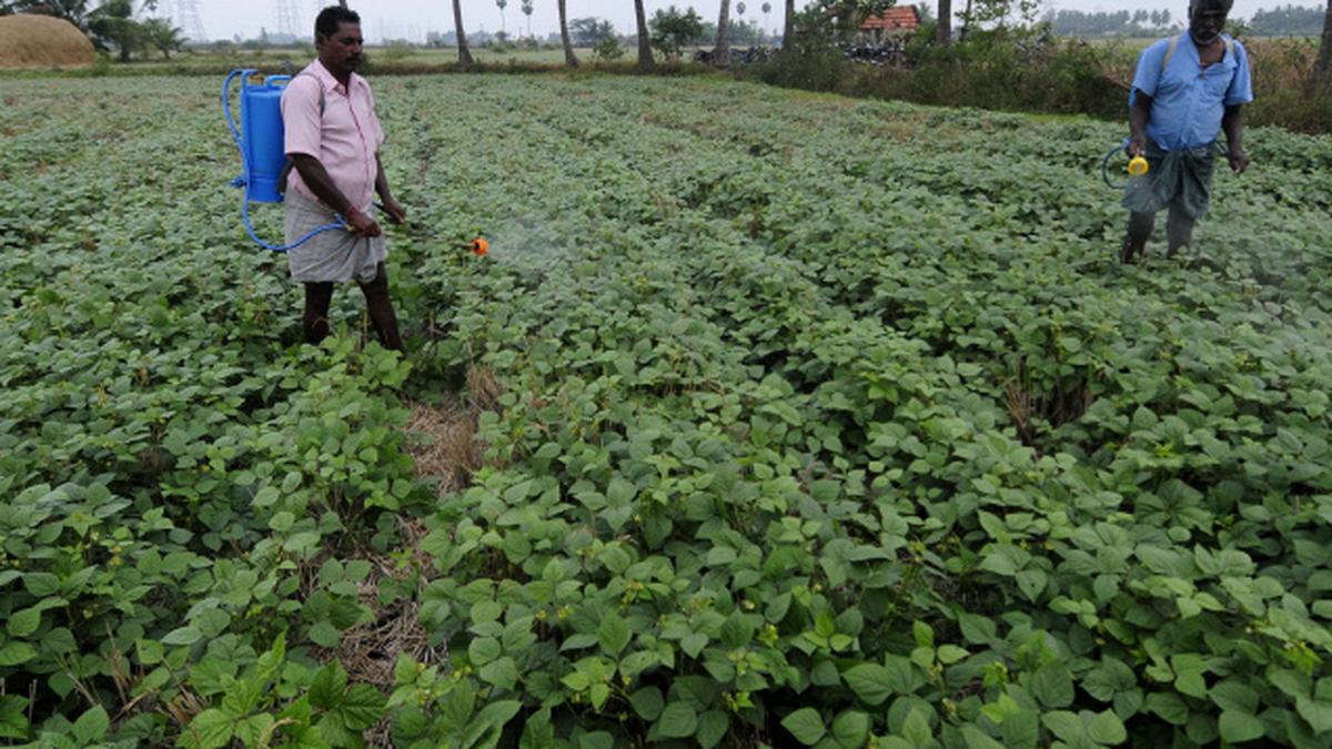 In Tiruvallur, pulse farming takes root - The Hindu