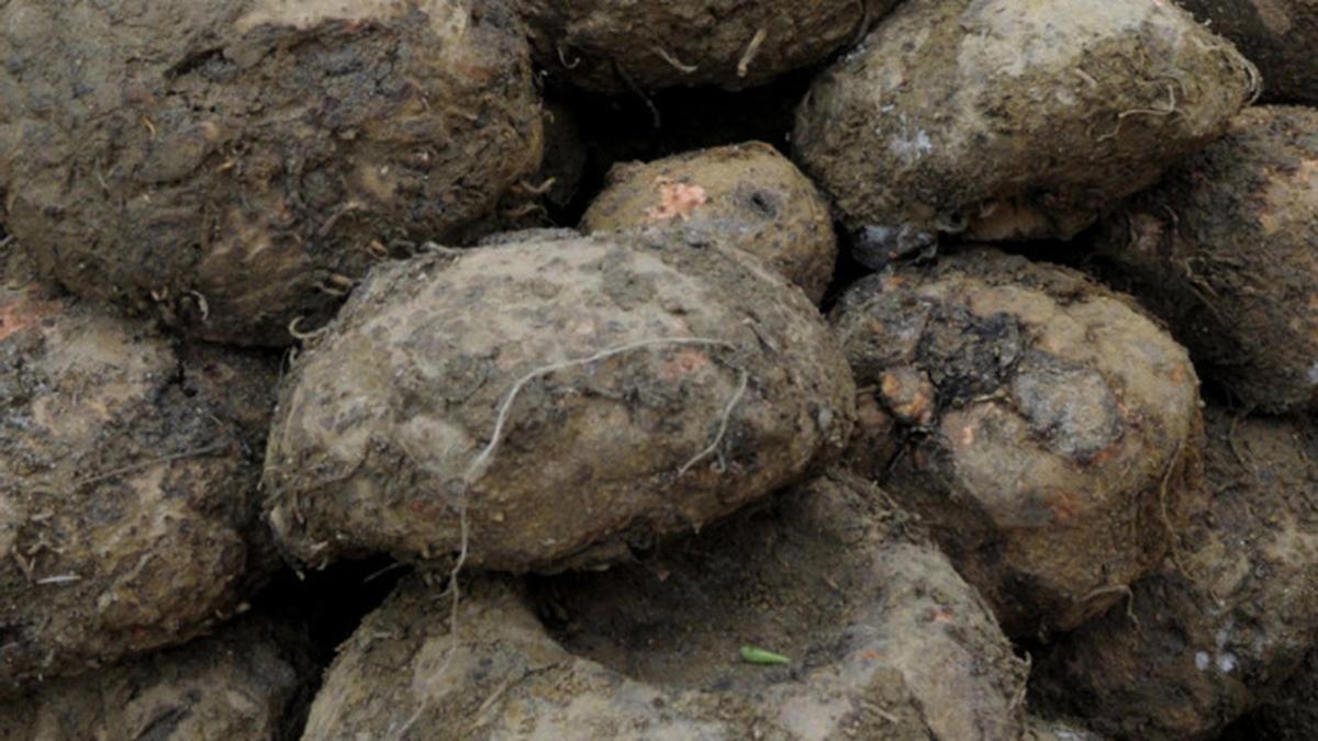 Tuber truths - The Hindu