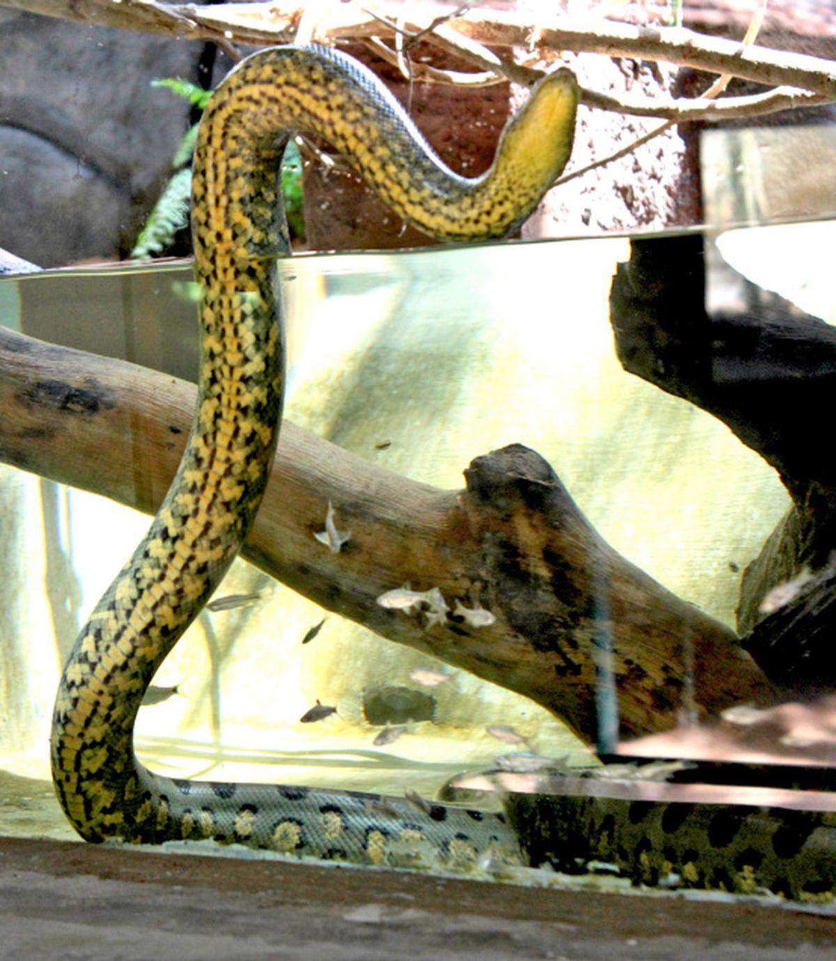 Anacondas to be brought to Trivandrum zoo by April 10 - The Hindu