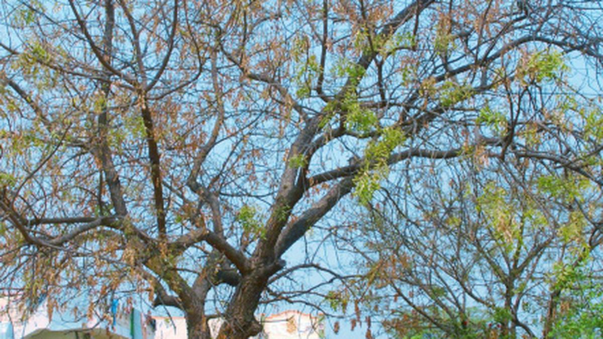 Sudden degeneration of neem trees rattles villagers - The Hindu